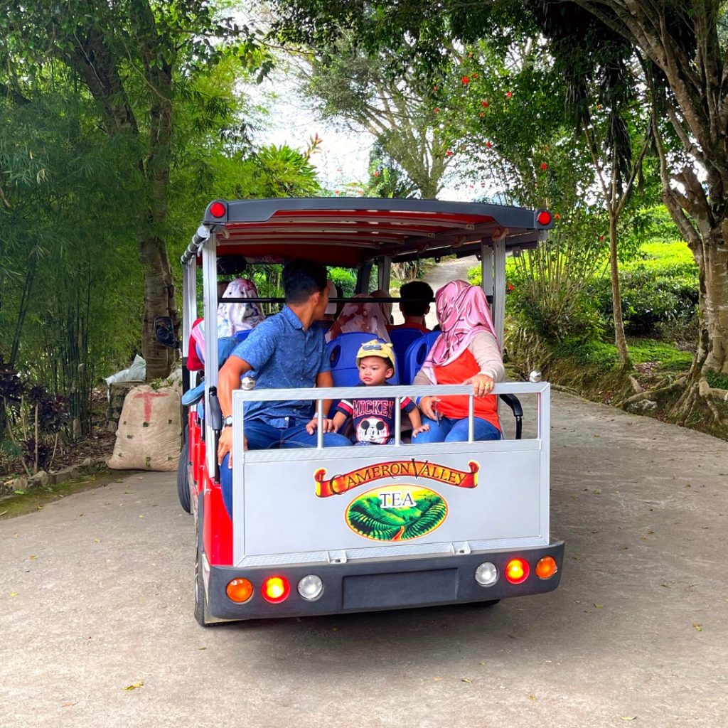 Buggy Ride - Cameron Valley Tea