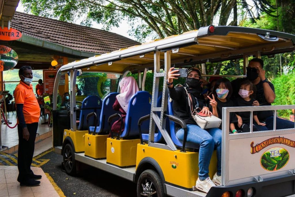 Buggy Ride - Cameron Valley Tea