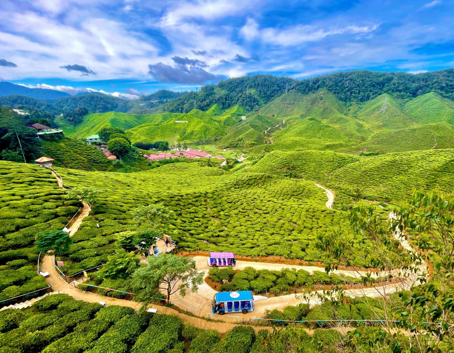 Buggy Ride - Cameron Valley Tea